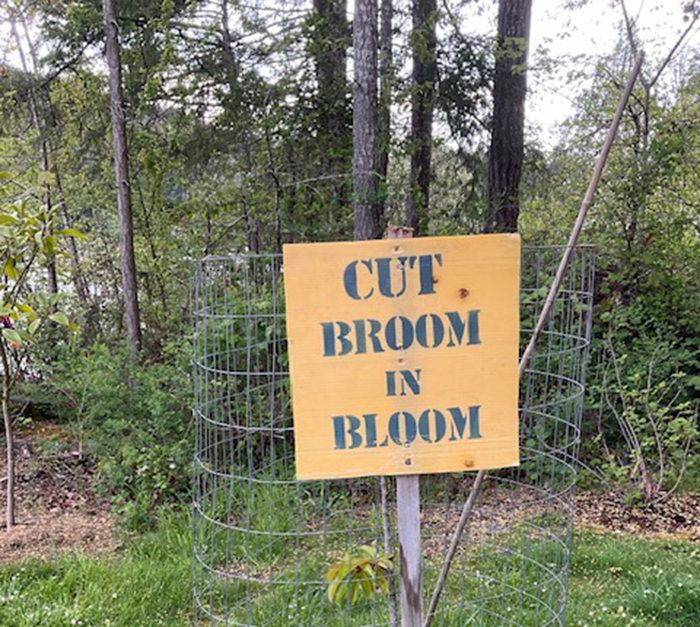 Broom drop-off event revived - Salt Spring Island news